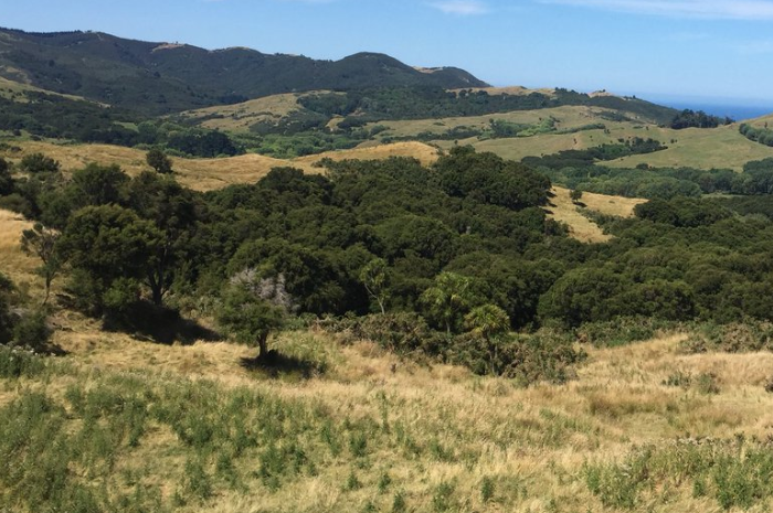 Challenges and opportunities with native forestry on Māori land | Motu